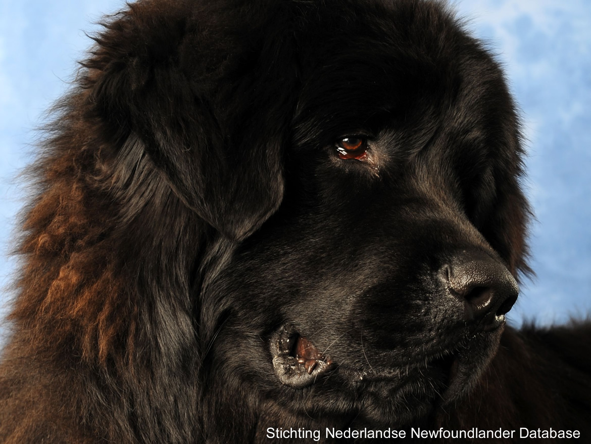 Newfoundlander Database | NewfyBase